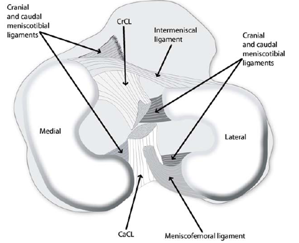 Surgical Treatment of Cranial Cruciate Ligament Rupture with Medial ...