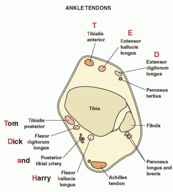 발목 인대 해부학 ankle tendon axial anatomy : 네이버 블로그