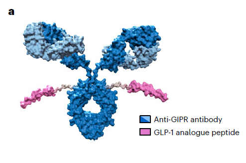 펩트론 : 정황과 갈피, 일라이 릴리의 컨퍼런스 콜과 암젠의 AMG-133 : 네이버 블로그