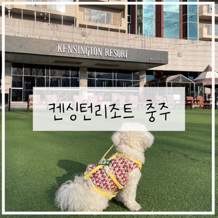 충주 반려견 동반 여행 숙소 추천켄싱턴리조트 충주디럭스펫룸 숙박 후기 네이버 블로그