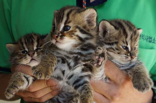 삵(살쾡이) : 네이버 블로그