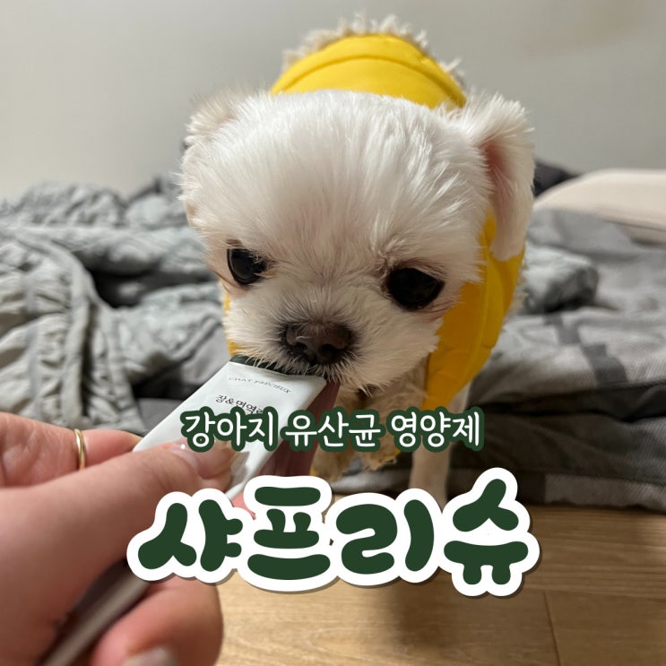 강아지 고양이 소화 장건강 면역력 강화 샤프리슈 2000억 유산균 영양제 급여 후기 네이버 블로그