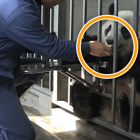 공식 인터뷰 쓰촨성 청두시 중국판다보호연구센터 두장옌 기지 푸바오 담당 수의사 리더셩 부주임 수석과학자 푸바오가 살게 될 곳은 네이버 블로그