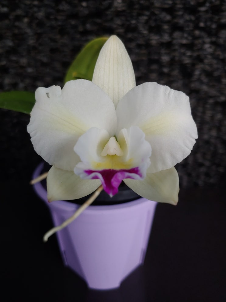 Cattleya memoria robert strait x sib(카틀레야 메모리아 로버트 스트레이트) : 네이버 블로그