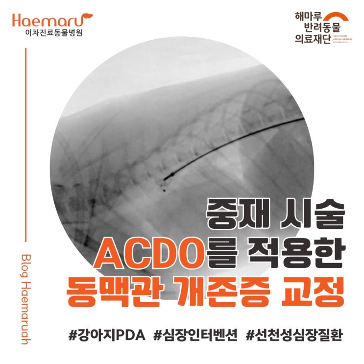 강아지 PDA 진단과 치료 - 1.6kg 초소형견에서 중재시술 ACDO를 적용한 동맥관 개존증 교정 : 네이버 블로그