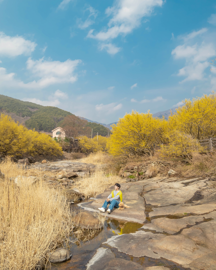 3월 여행지 꽃구경 💐 구례 산수유축제 지리산치즈랜드 구례 가볼만한곳 화엄사 네이버 블로그