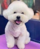안중애견미용 비숑전문견사 비숑 퀴툭튀 하이바컷 멍뭉이쌀롱에서💖 안중애견샵청북애견샵포승애견샵안중애견미용안중강아지미용청북