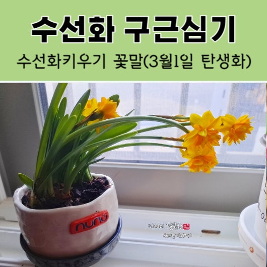 수선화 키우기 꽃말 구근심기심는시기구근보관까지 총정리ft구근곰팡이 네이버 블로그
