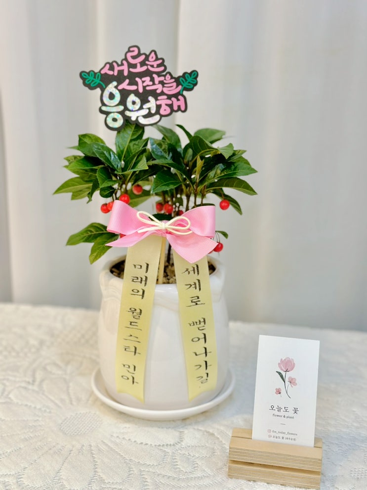 파주 운정 꽃집 오늘도 꽃 빨간 열매가 귀여운 천냥금 소형 화분 추천 동패동 꽃집 네이버 블로그