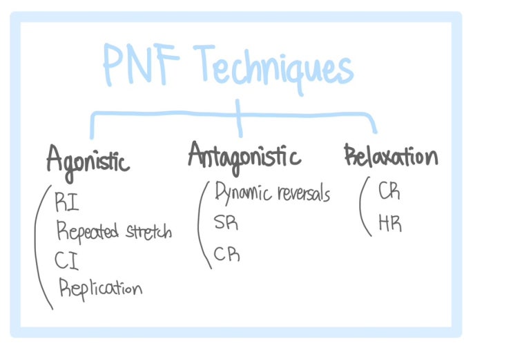 [물리치료사 교육] PNF basic course 후기 (2) PNF 기법 이론 정리 Techniques - Agonistic ...