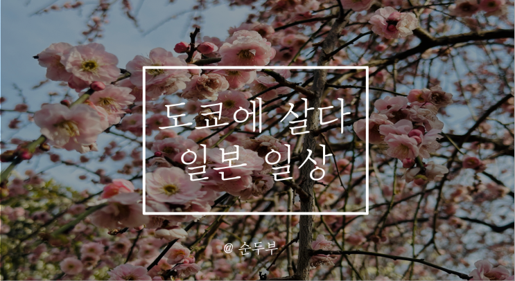 일본 도쿄 일상생활 2월 스타벅스 벚꽃 텀블러 머그컵 굿즈 2024년 편의점 디저트 간식 과자 아이스크림 추천