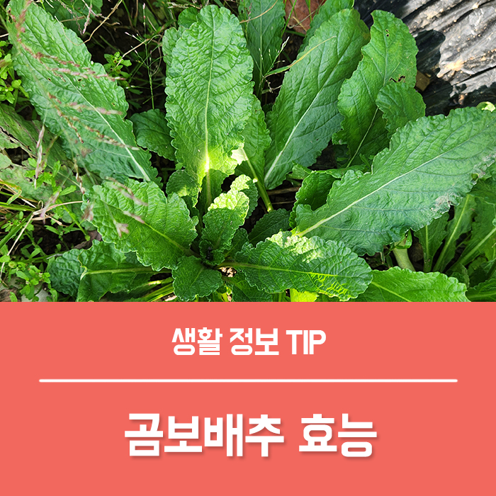 곰보배추 효능 Top5 곰보배추 뱀차즈기 부작용은 네이버 블로그
