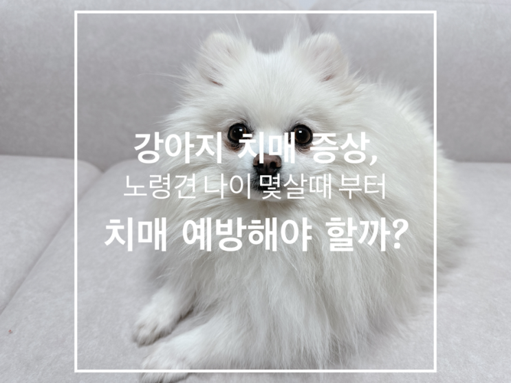 강아지 치매 증상 노령견 나이 몇살때 부터 치매 예방해야 할까 네이버 블로그