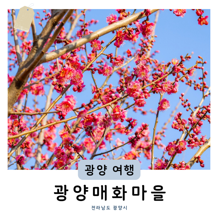 경남 진주인근 전남 2월 3월 가볼만한곳 2024 광양매화축제 올해는 유료 2월에 다녀온 홍매화 명소 광양매화마을 시기