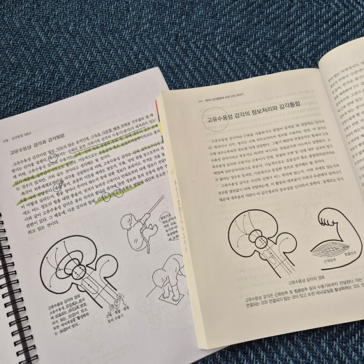 소아작업치료 서적 리뷰 05) 감각통합 Q&A 큐앤에이 1판 2판 차이 비교_학지사메디컬 : 네이버 블로그