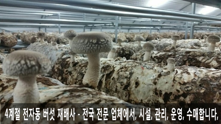 웰빙건강기능식품 1등 스마트팜 식용버섯재배사 운영 버섯은 소고기 돼지고기 닭고기보다 좋다 버섯요리 버섯찌개 버섯전골 스프