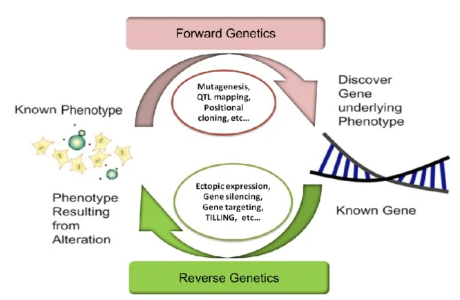 Reverse Genetics (역유전학) 개념 : 네이버 블로그