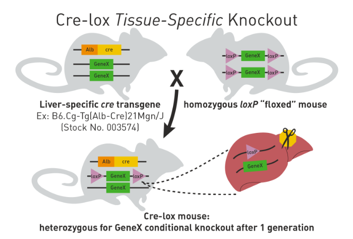 Cre-loxP recombination system : 네이버 블로그