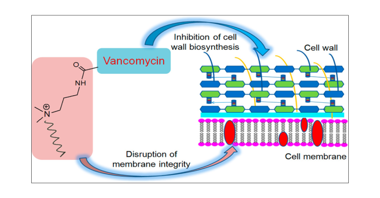 Glycopeptides 계열 Vancomycin 반코마이신 - MRSA (methicillin-resistant ...