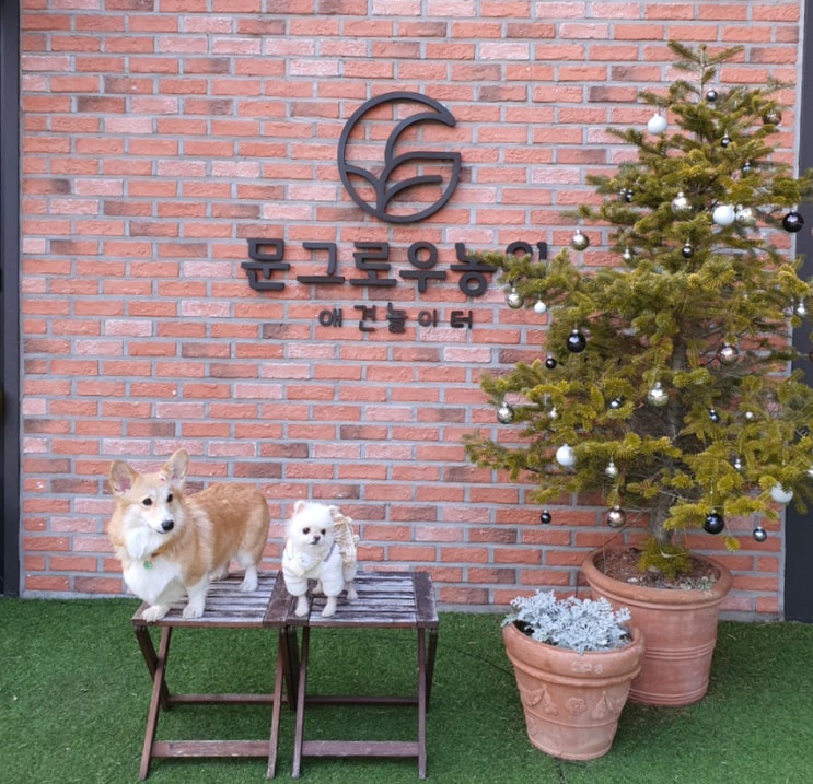 피치와 함께 울산 문그로우농원 애견놀이터 울주군 서생면 천연잔디 강아지놀이터 네이버 블로그