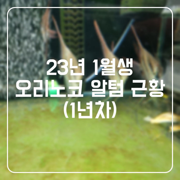 23년 1월생 오리노코 알텀 근황 (1년차) : 네이버 블로그