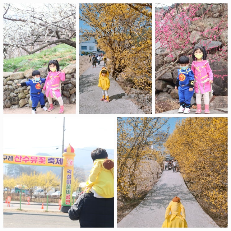 봄꽃 매화 산수유 개화시기 아이와가볼만한곳추천 2024 광양 매화축제 구례 산수유축제 일정 네이버 블로그