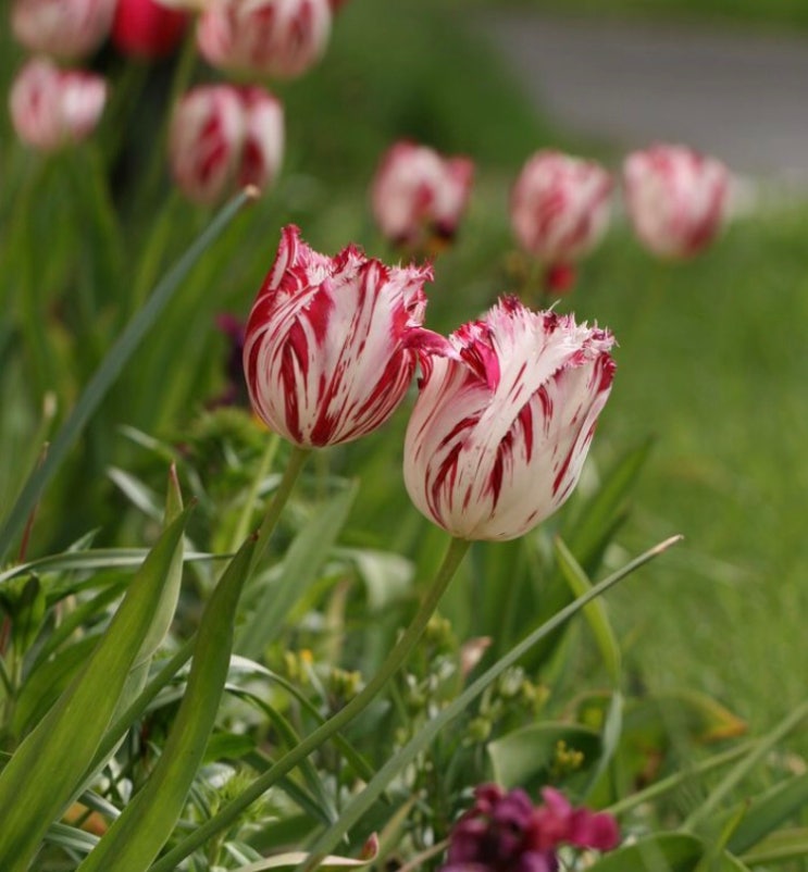 셈페르 아우구스투스- 튤립이 집 한 채 값이라고? 3월 도서 : 네이버 블로그