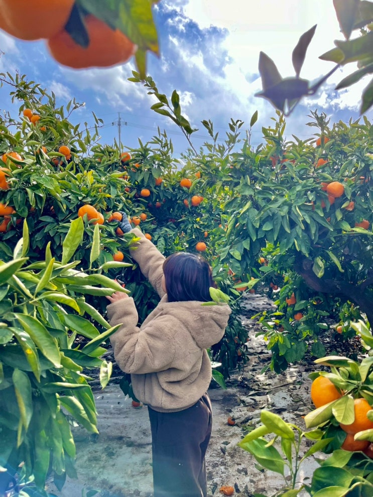 제주 감귤 체험 서귀포 하례감귤체험농장 : 네이버 블로그