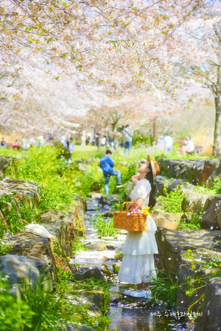 대왕수천 예래생태공원 벚꽃 시기 3월 제주 꽃 명소로 손색이 없어요 네이버 블로그