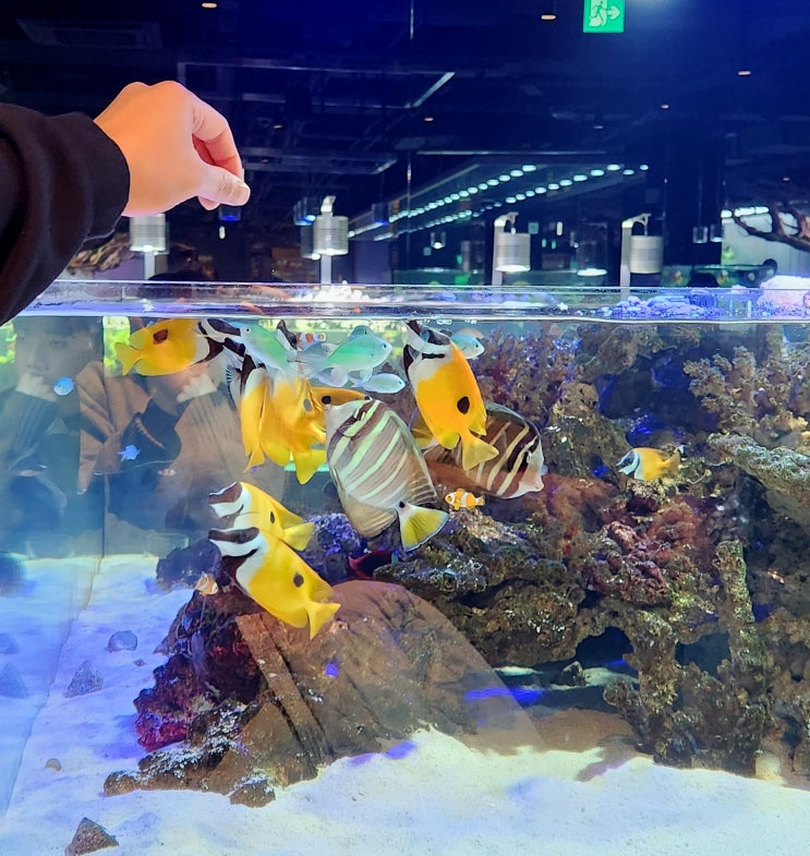 가평 수족관 카페 아쿠아가든 Tip 아이와 가볼만한곳 추천 네이버 블로그