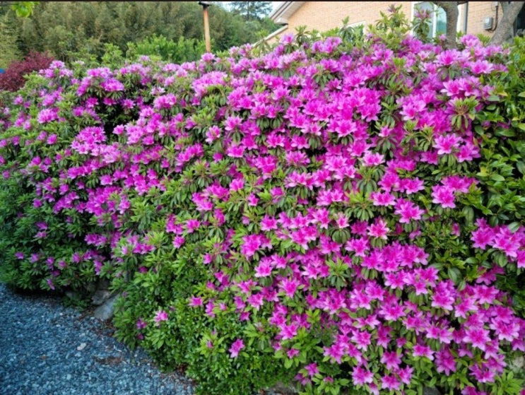 ♠철쭉묘목판매♠ 철쭉판매합니다. 상록철쭉(아까도★아카도) 석암철쭉★ 영산홍★ 연산홍★ 자산홍★ 조경용 철쭉묘목 : 네이버 블로그