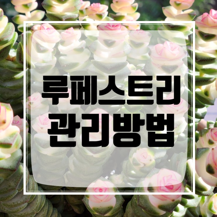 희귀다육키우기쉬운다육길동화원예향꽃농원 루페스트리 루페스츄리 루페스트리금 다육이 플랜테리어 식물인테리어 네이버 블로그