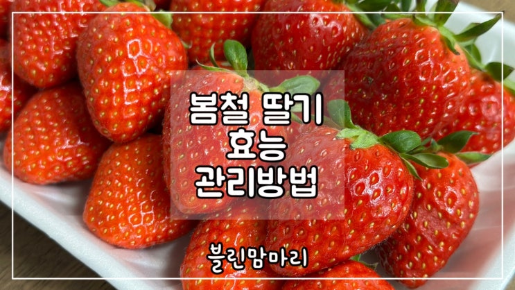 딸기 종류 제철시기 딸기 곰팡이 늦추는 보관방법 네이버 블로그