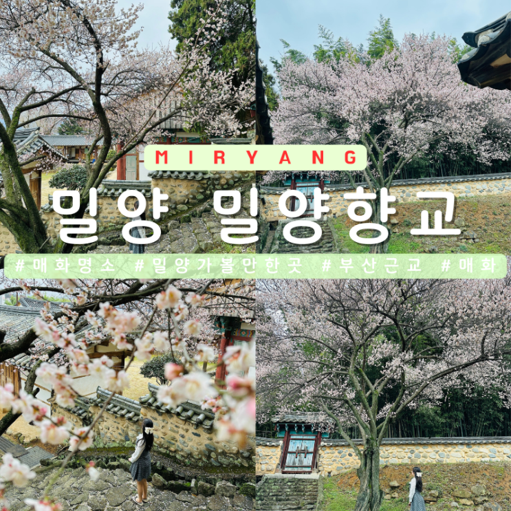 밀양 가볼만한곳 경남 3월 꽃구경 명소 밀양향교 매화 개화상황 네이버 블로그