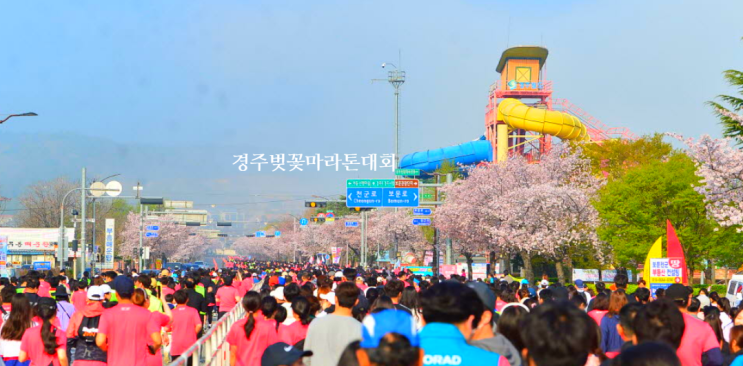 제31회 경주벚꽃마라톤대회 접수 안내 및 코스 참가신청 총정리 벚꽃마라톤 일정 네이버 블로그