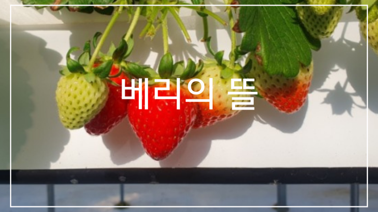 서울근교 아이랑 키즈카페가 있는 이천딸기체험농장 베리의 뜰 네이버 블로그