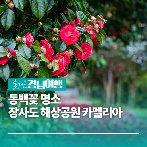 경남통영 장사도 해상공원 까멜리아에서는 꿈 머금은 동백이 피고 있습니다 네이버 블로그