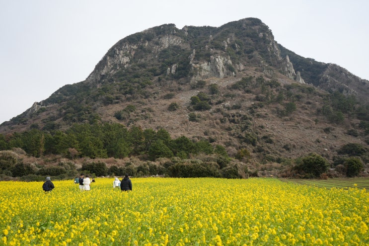 산방산 유채꽃밭 제주도 서쪽 가볼만한곳 3월 제주 유채꽃 여행 코스 네이버 블로그