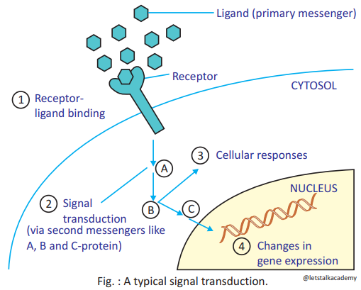 세포의 신호전달과 수용체(Cell signaling, ligand and receptor) : 네이버 블로그