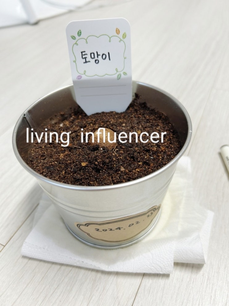 집에서 방울토마토 씨앗 씨드볼 심기 키트 화분흙에 물주기기르기키우기꽃 네이버 블로그