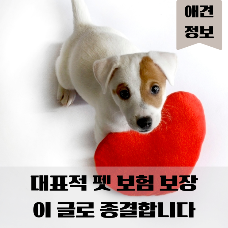 메리츠 펫보험 비교 분석하기 (vsDB손해보험, 현대해상, KB손해보험, 삼성화재) : 네이버 블로그