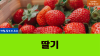 딸기 제철 시기 특징 칼로리 성분별 효능 부작용 네이버 블로그