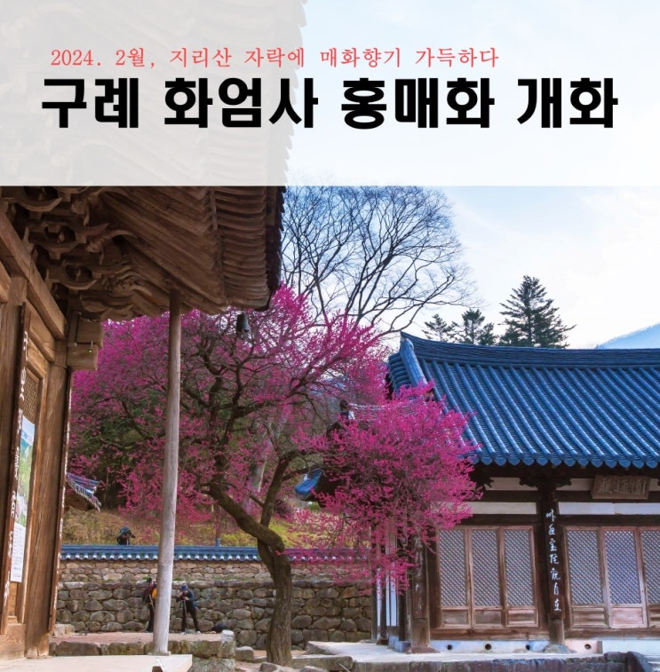화엄사 홍매화 실시간 개화상태 천연기념물 지정 화엄사 순례길 네이버 블로그