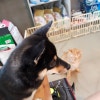 다른 강아지에게 물렸을때 내 강아지 물렸을때 대처 방법 네이버 블로그