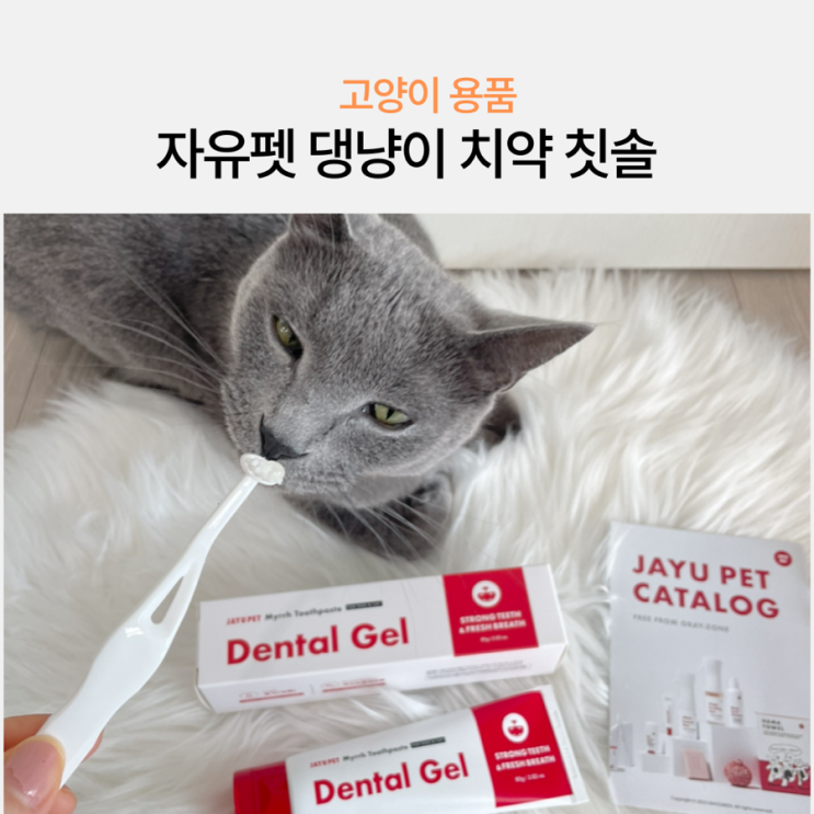 고양이입냄새 제거 자유펫 고양이치약 칫솔로 양치하기 네이버 블로그