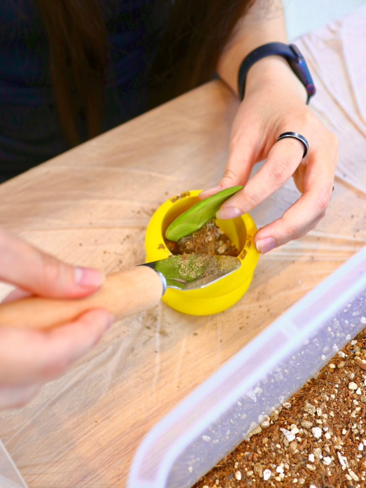 [제스모나이트 화분 원데이클래스] 에코오브제 도넛 화분 만들기 / KADA 본원 랑띠끄 : 네이버 블로그