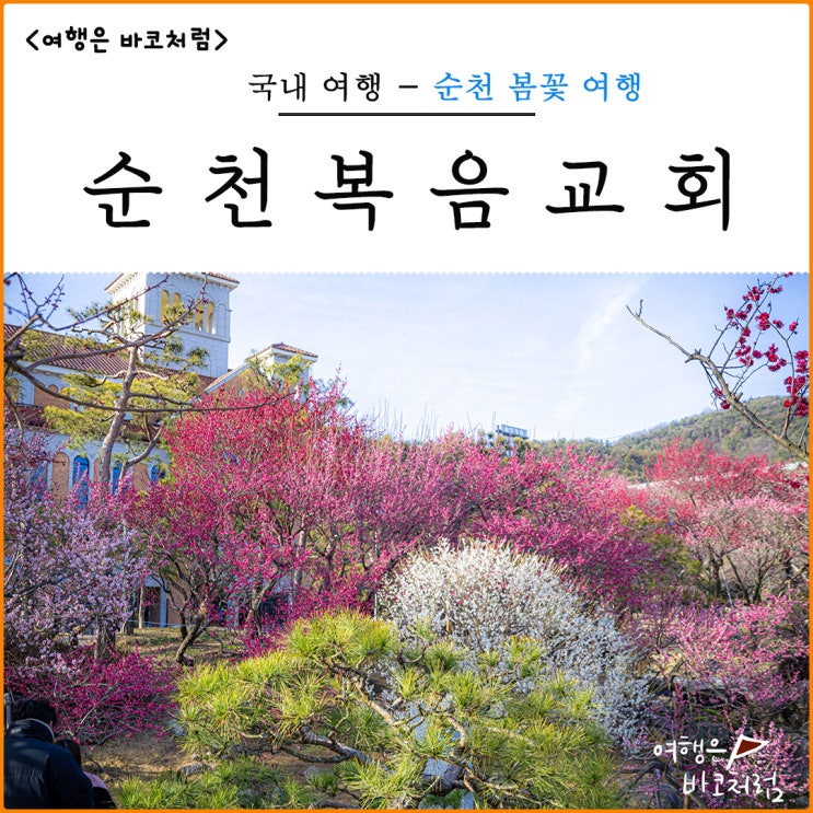 3월 꽃구경 여행 순천 가볼만한곳 매화 명소 순천복음교회 주차 가능 네이버 블로그