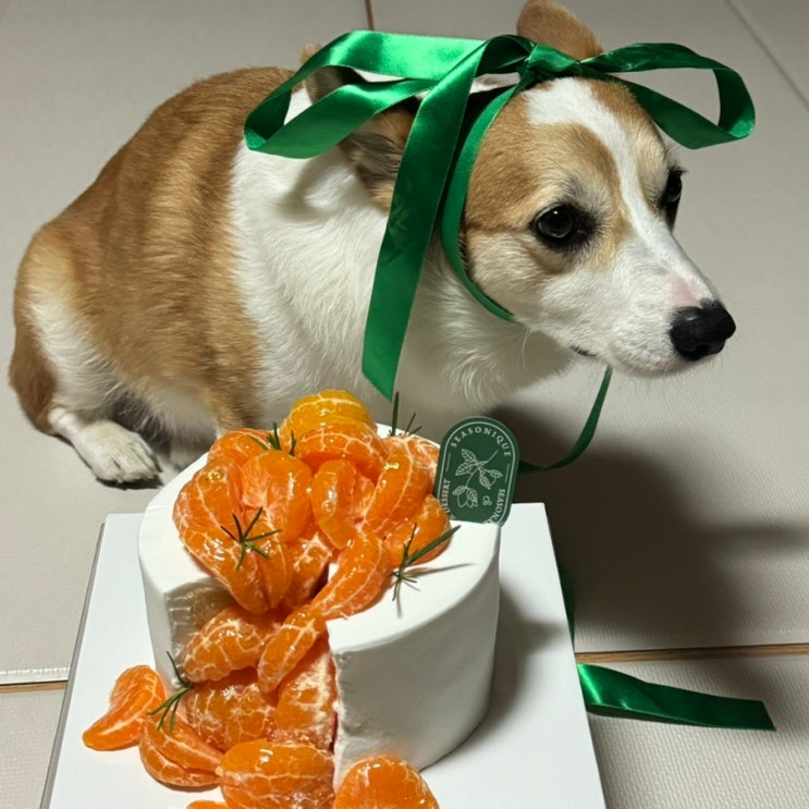 밸런티 케이크 브랜드 시즈니크 레드향 농장 와르르 후기, 강남 신세계 스위트 파크 주말 방문 : 네이버 블로그