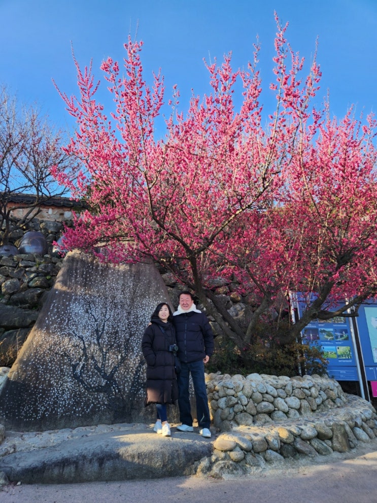 광양 매화 축제 광양매화꽃 개화 시기 매화마을 홍쌍리 청매실농원 네이버 블로그