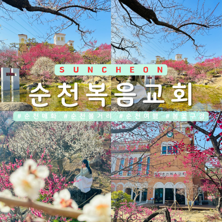 순천여행 봄꽃구경 매화명소 순천복음교회 개화상황 및 포토존 네이버 블로그